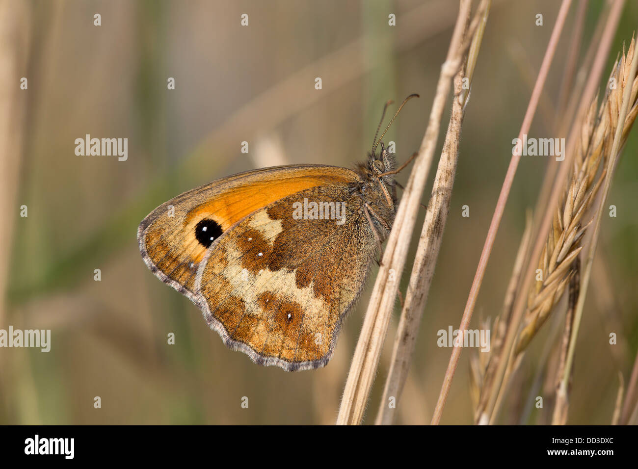 Gatekeeper Butterfly; Pyronia tithonus; July; UK Stock Photo - Alamy