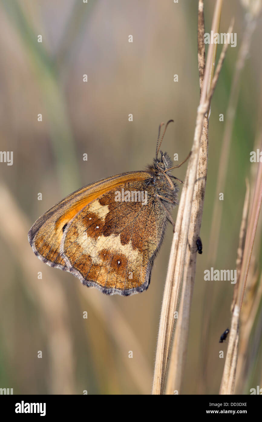 Gatekeeper butterfly uk hi-res stock photography and images - Alamy