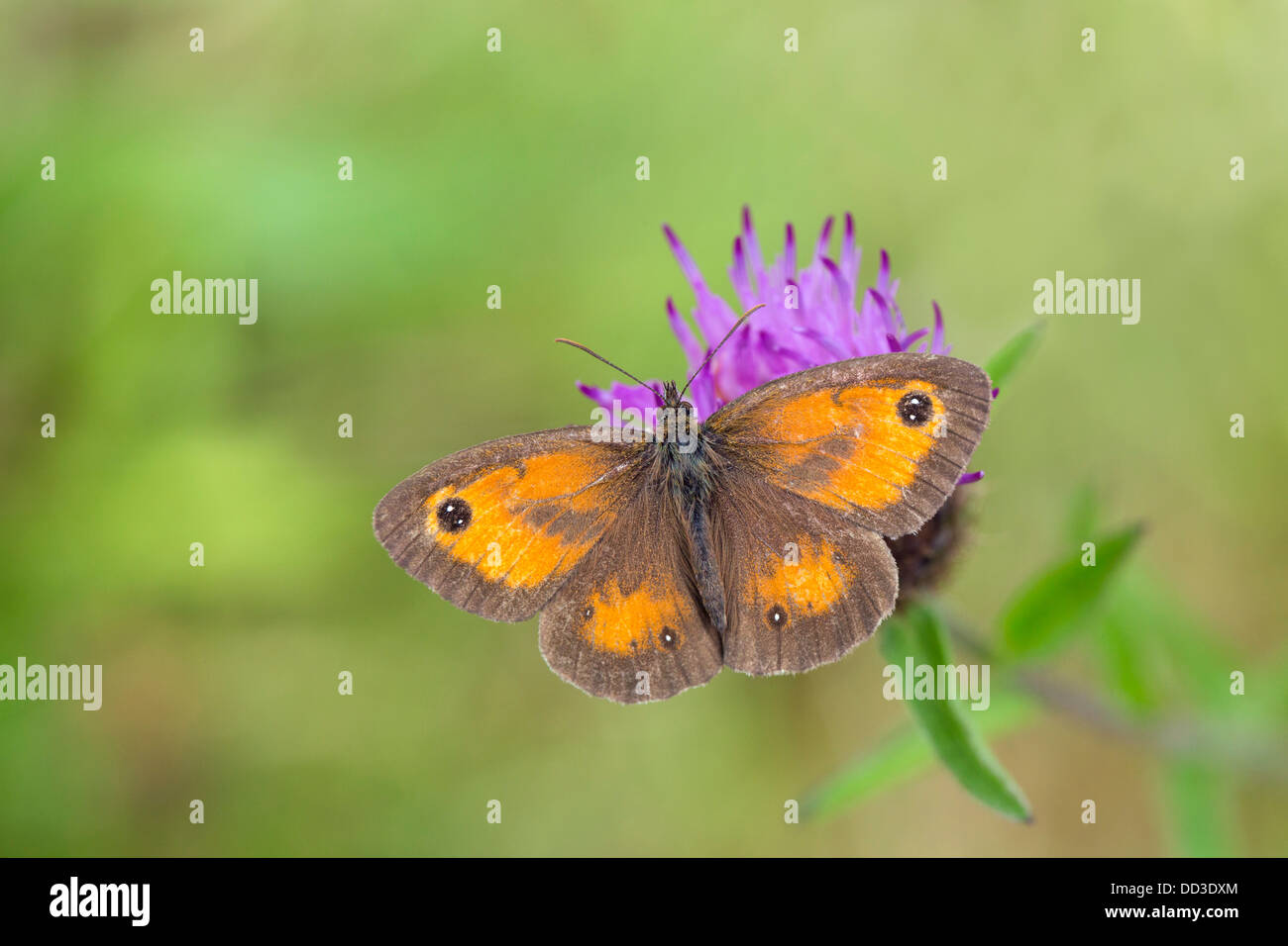 Gatekeeper butterfly uk hi-res stock photography and images - Alamy