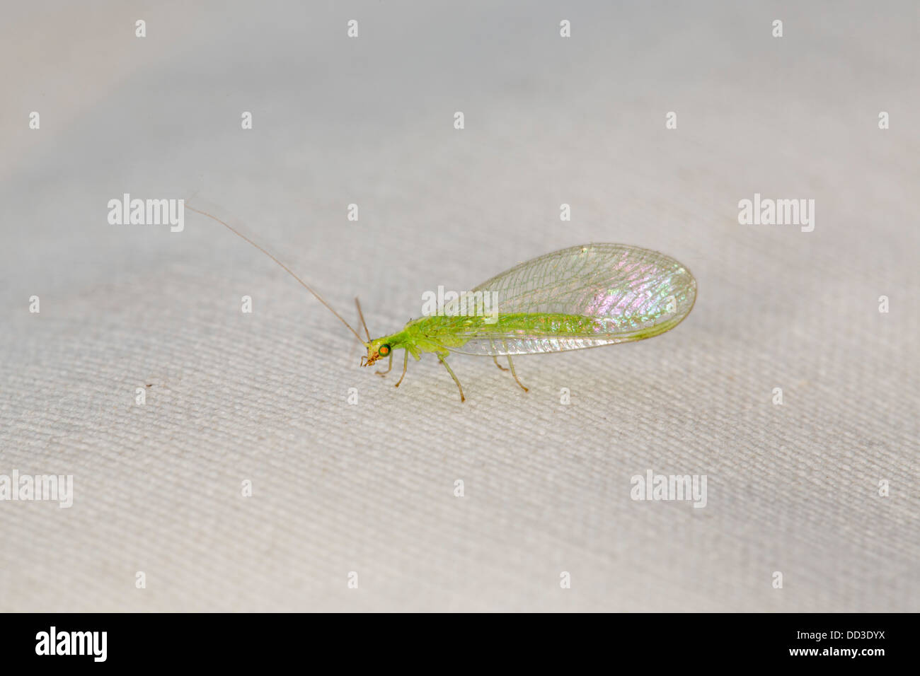 Lacewing hi-res stock photography and images - Alamy