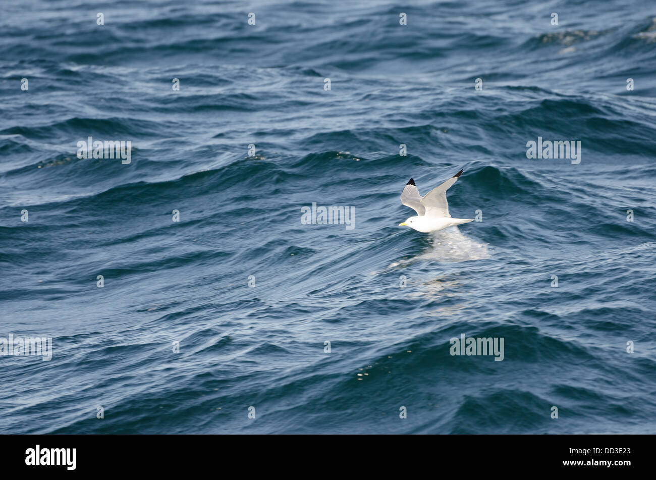 Sea birds over the atlantic Stock Photo - Alamy