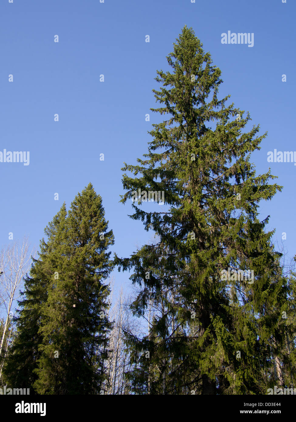 Spruce tree top hi-res stock photography and images - Alamy