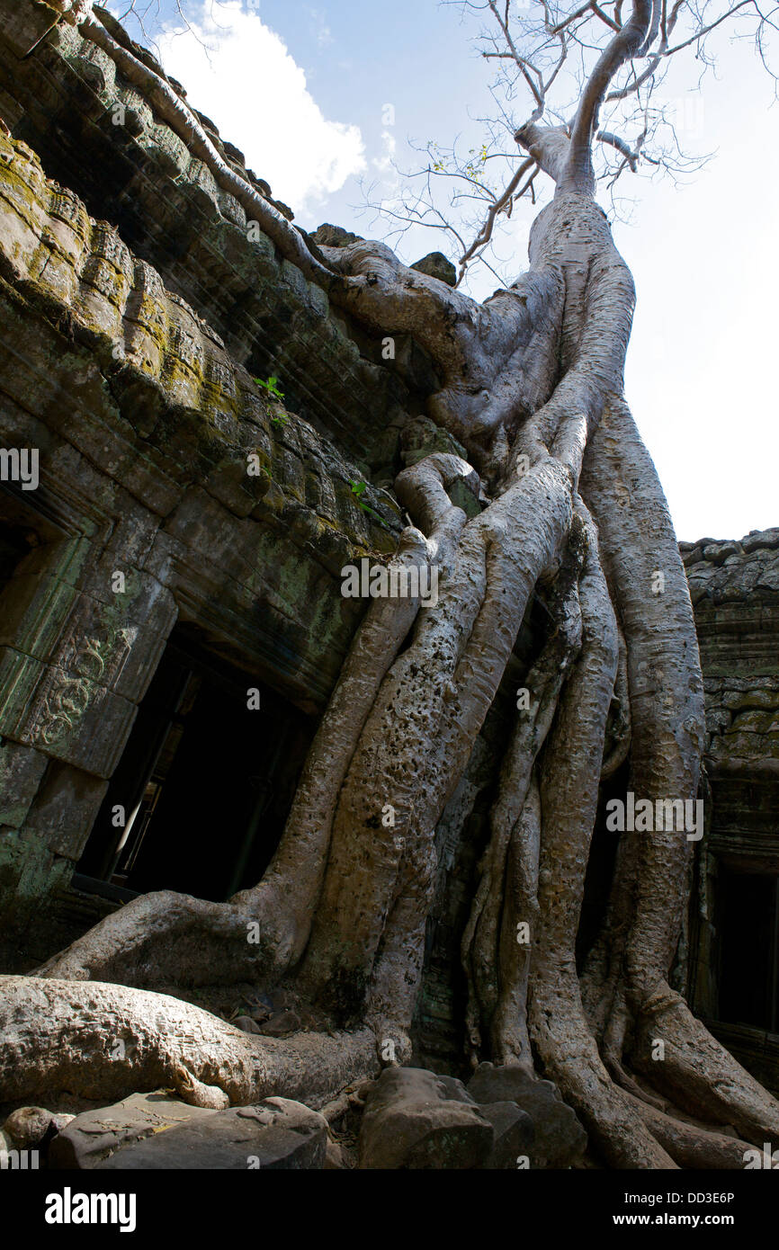 Kapok tree growing in the ruins of Preah Khan Temple, Angkor, Siem Reap ...