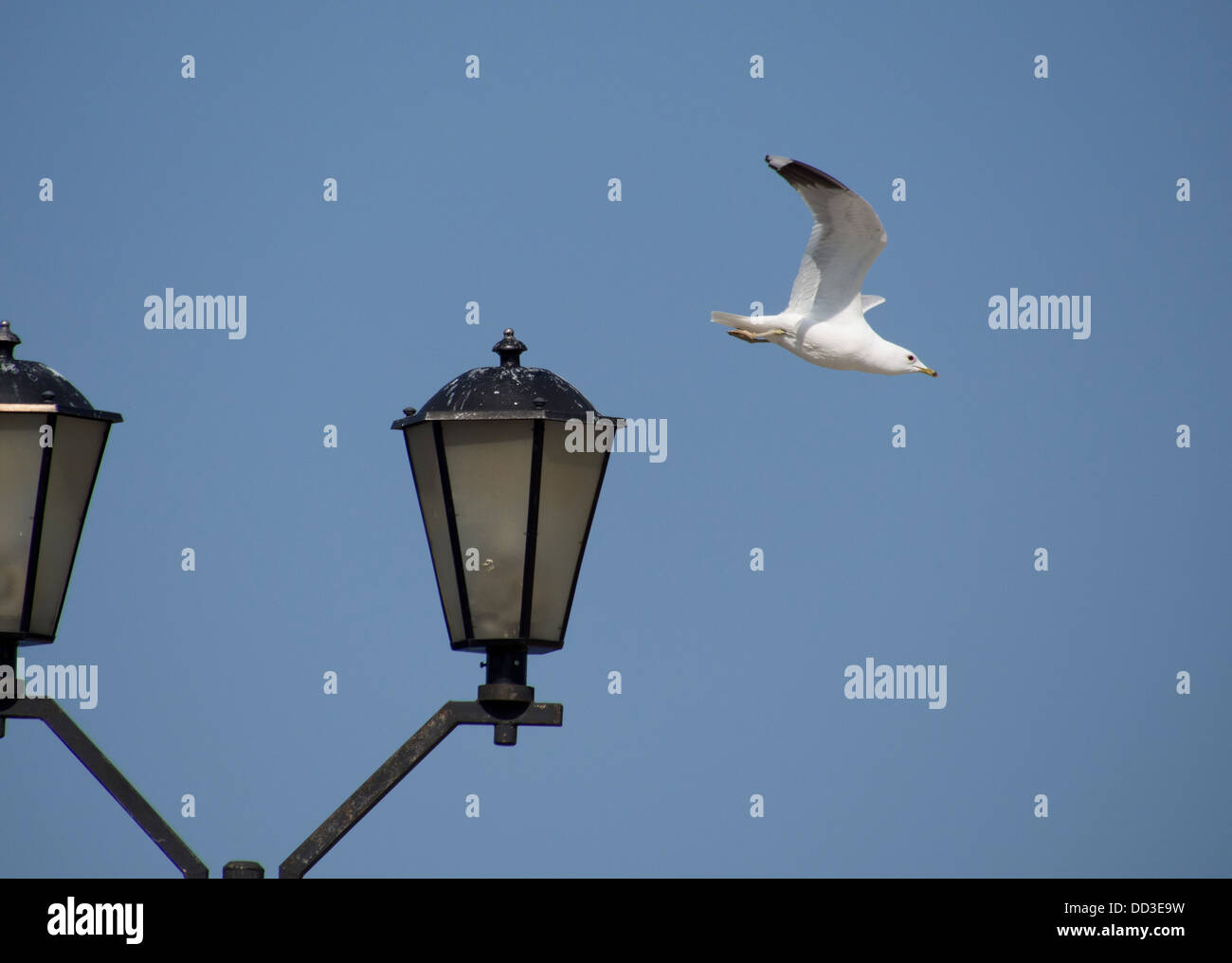 seagulls on lantern Stock Photo - Alamy