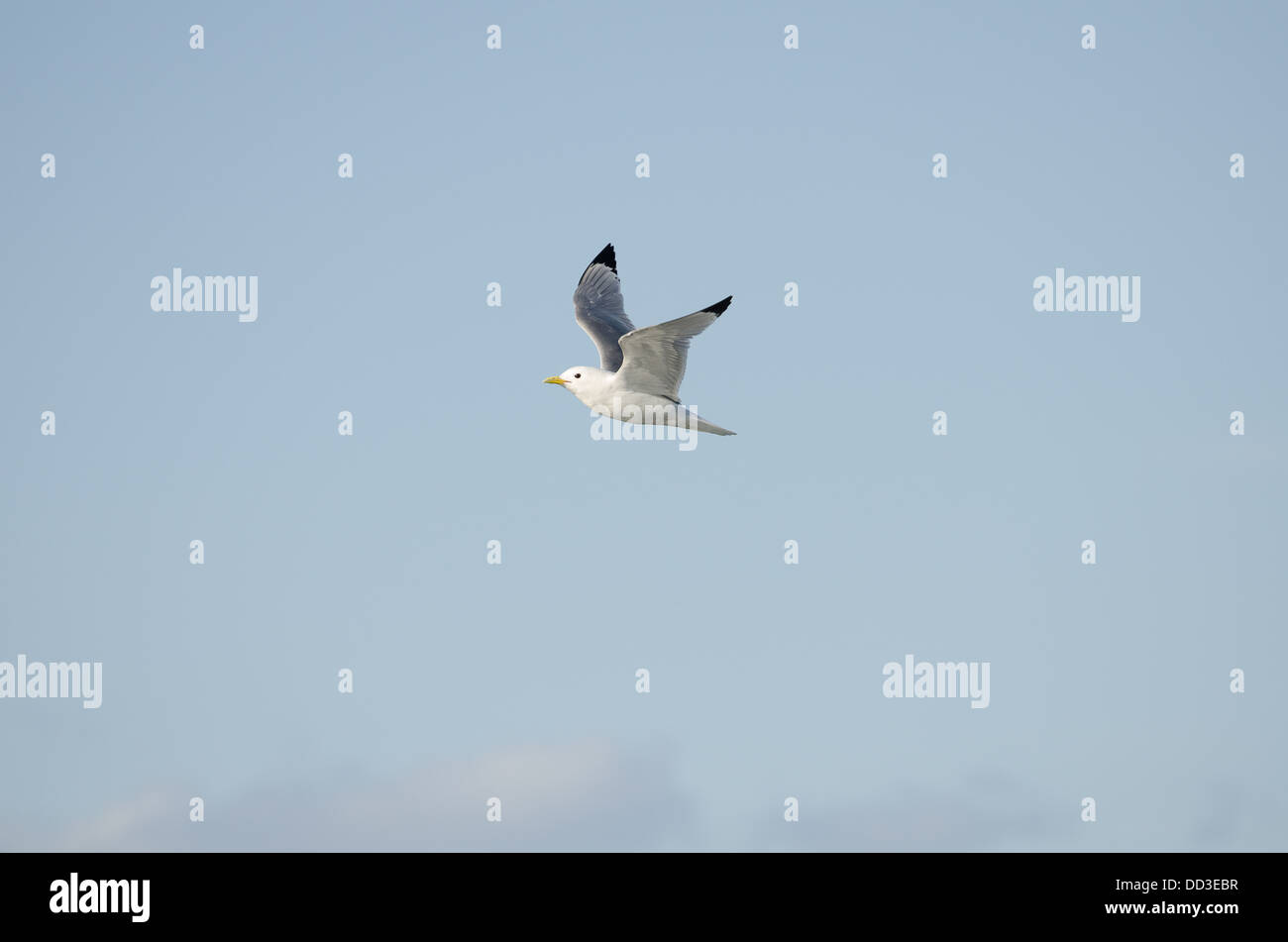 Sea birds over the atlantic Stock Photo - Alamy