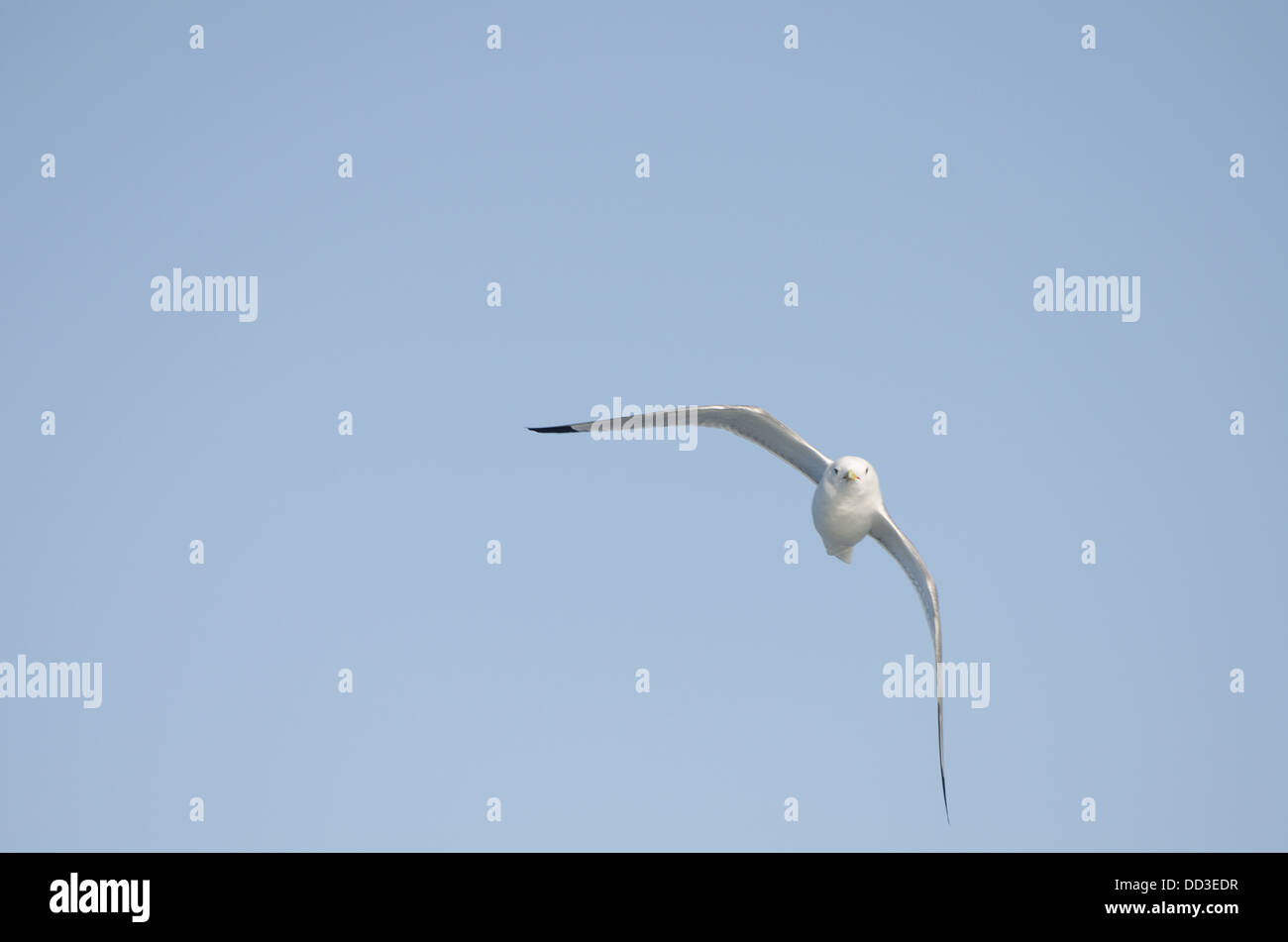 Sea birds over the atlantic Stock Photo - Alamy