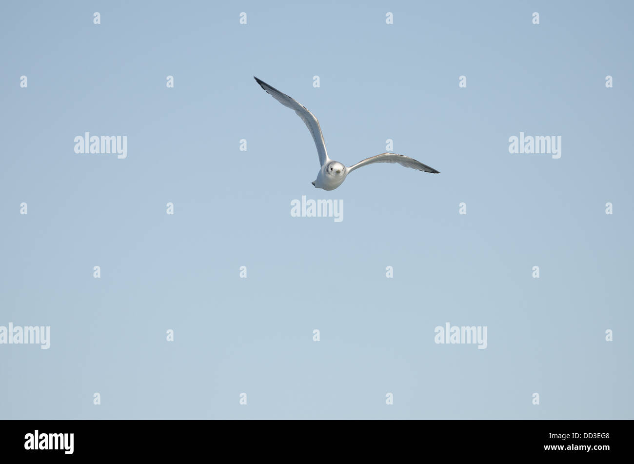 Atlantic sea birds hi-res stock photography and images - Alamy