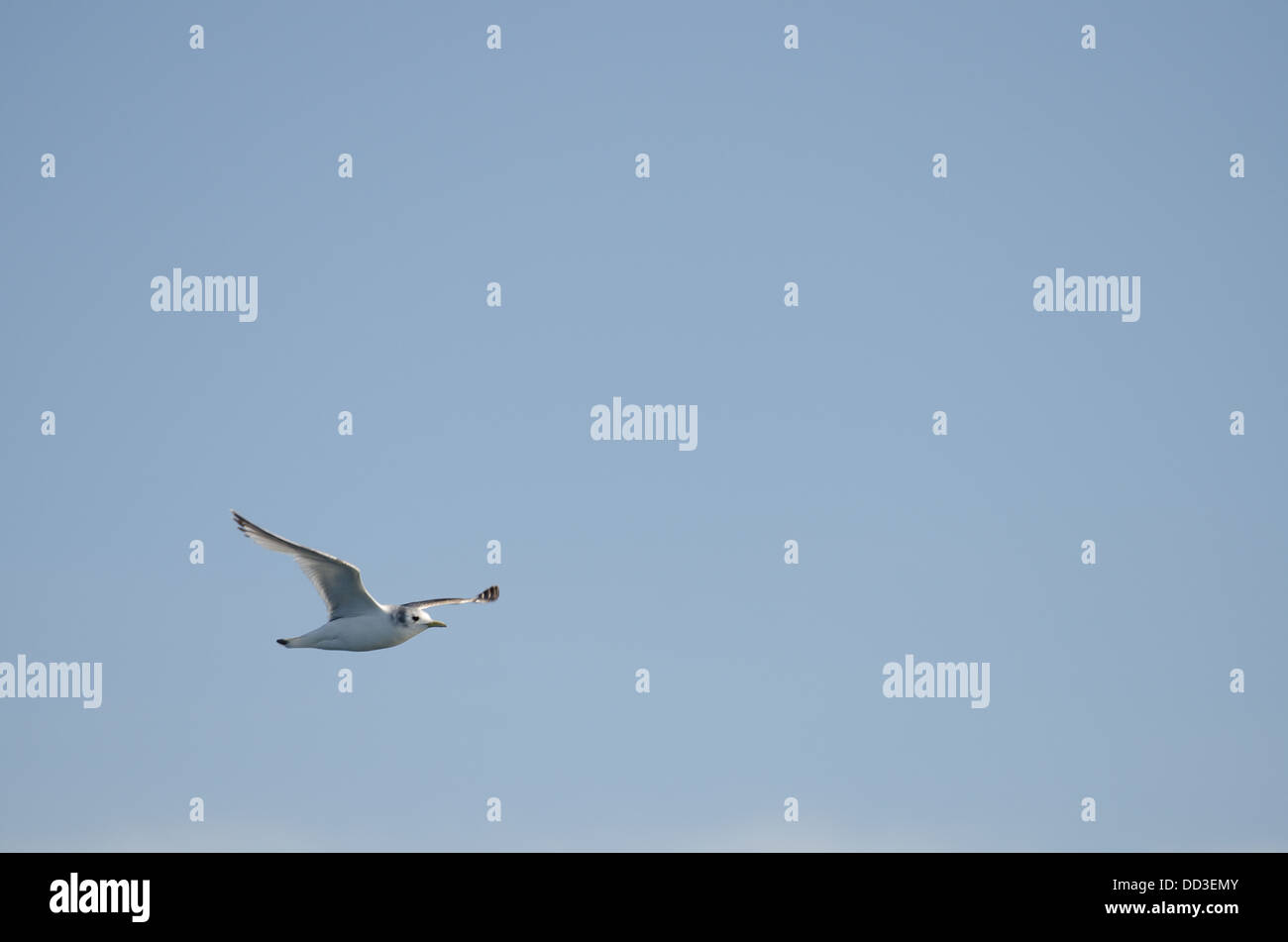 Sea birds over the atlantic Stock Photo - Alamy