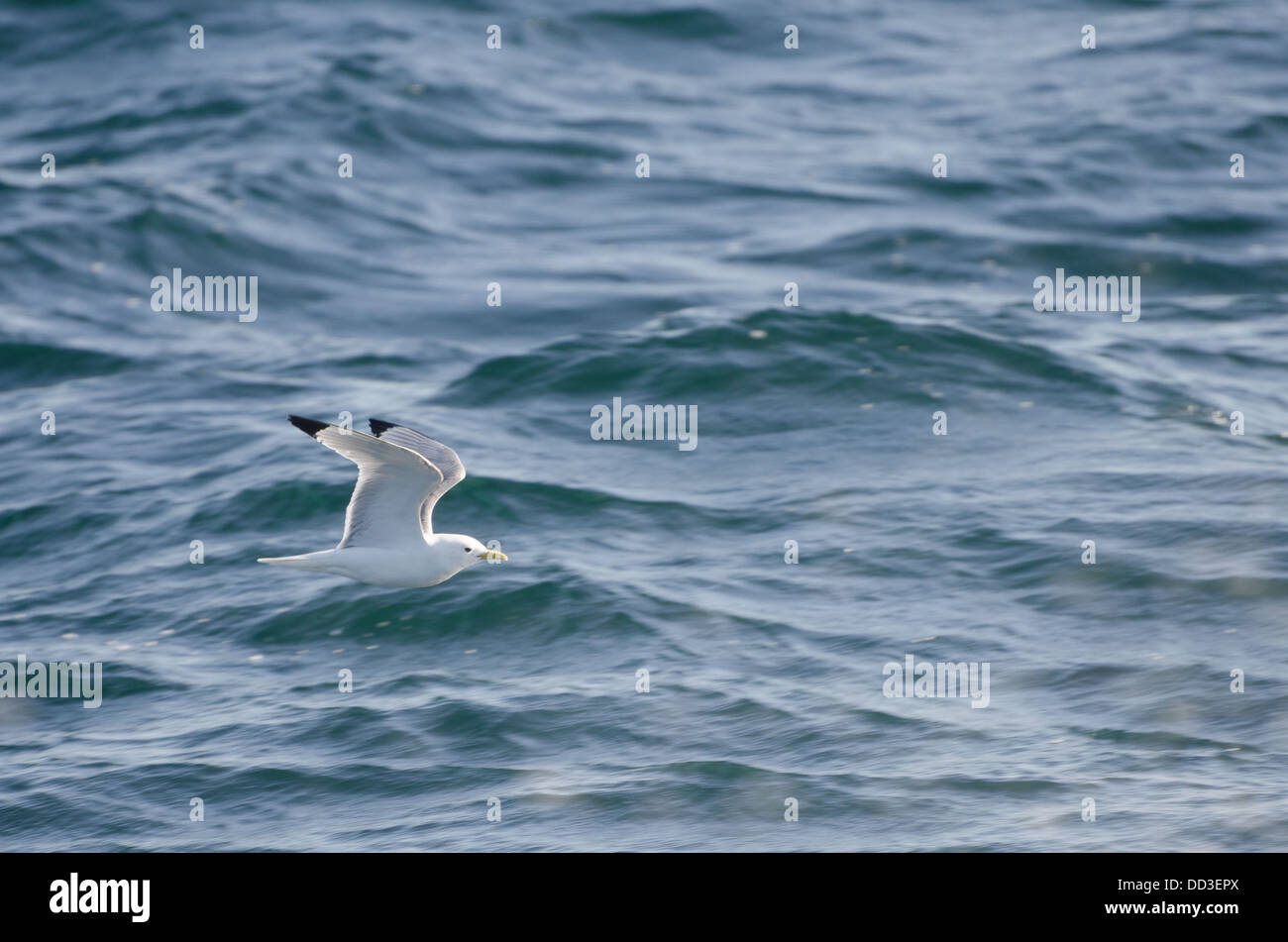 Sea birds over the atlantic Stock Photo - Alamy