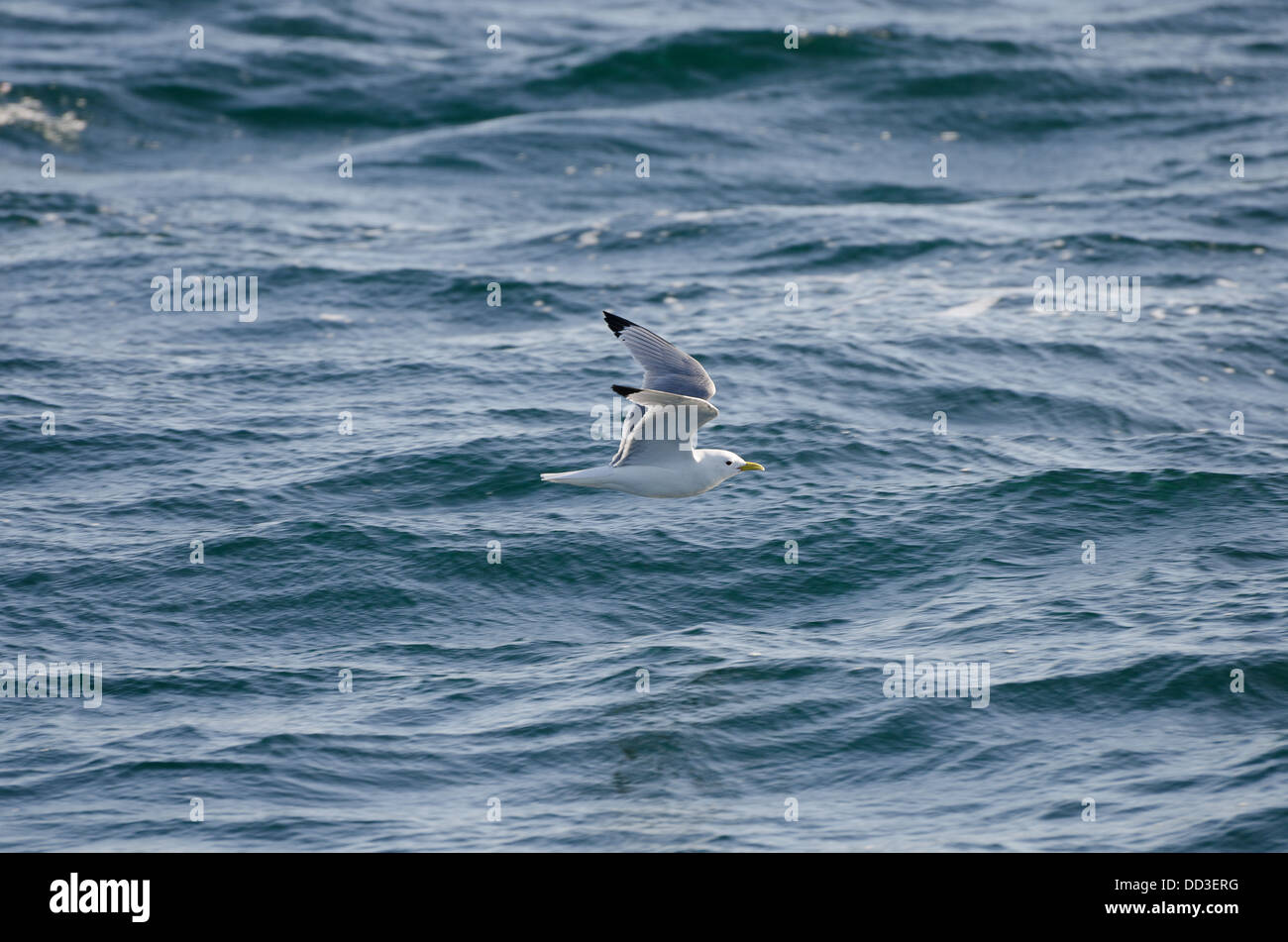 Atlantic sea birds hi-res stock photography and images - Alamy