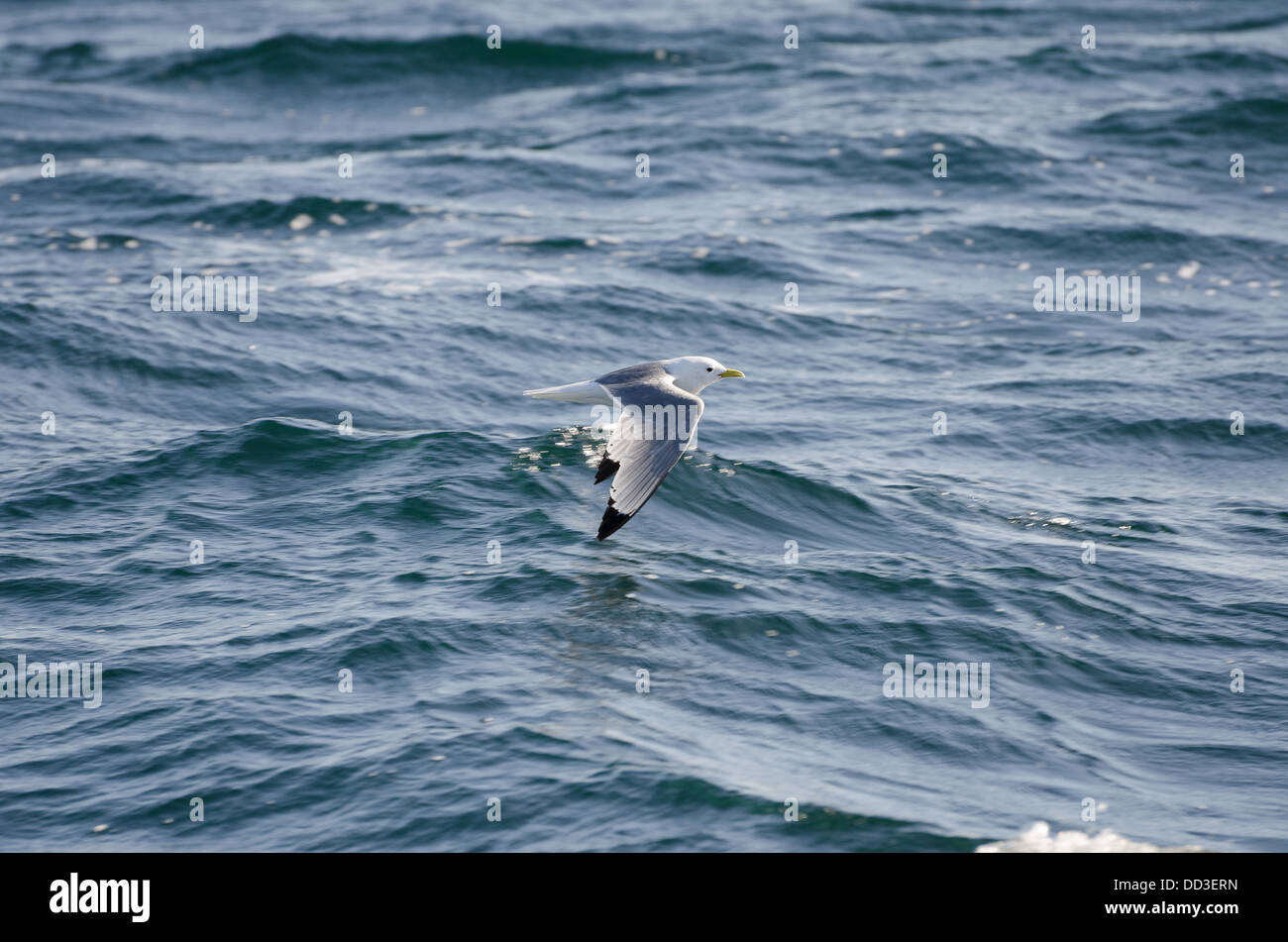 Sea birds over the atlantic Stock Photo - Alamy