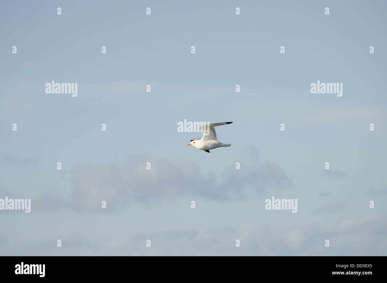 Sea birds over the atlantic Stock Photo - Alamy