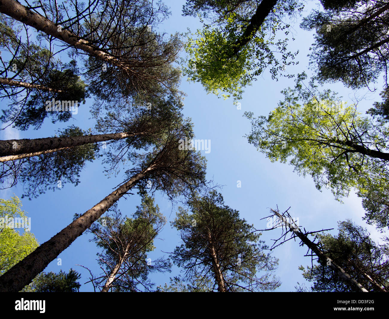 trees in the forest Stock Photo - Alamy