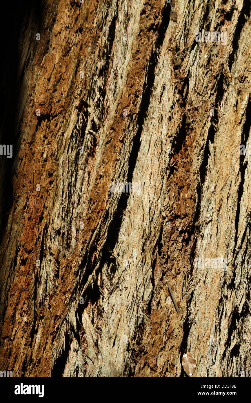 Sequoia bark hi-res stock photography and images - Alamy