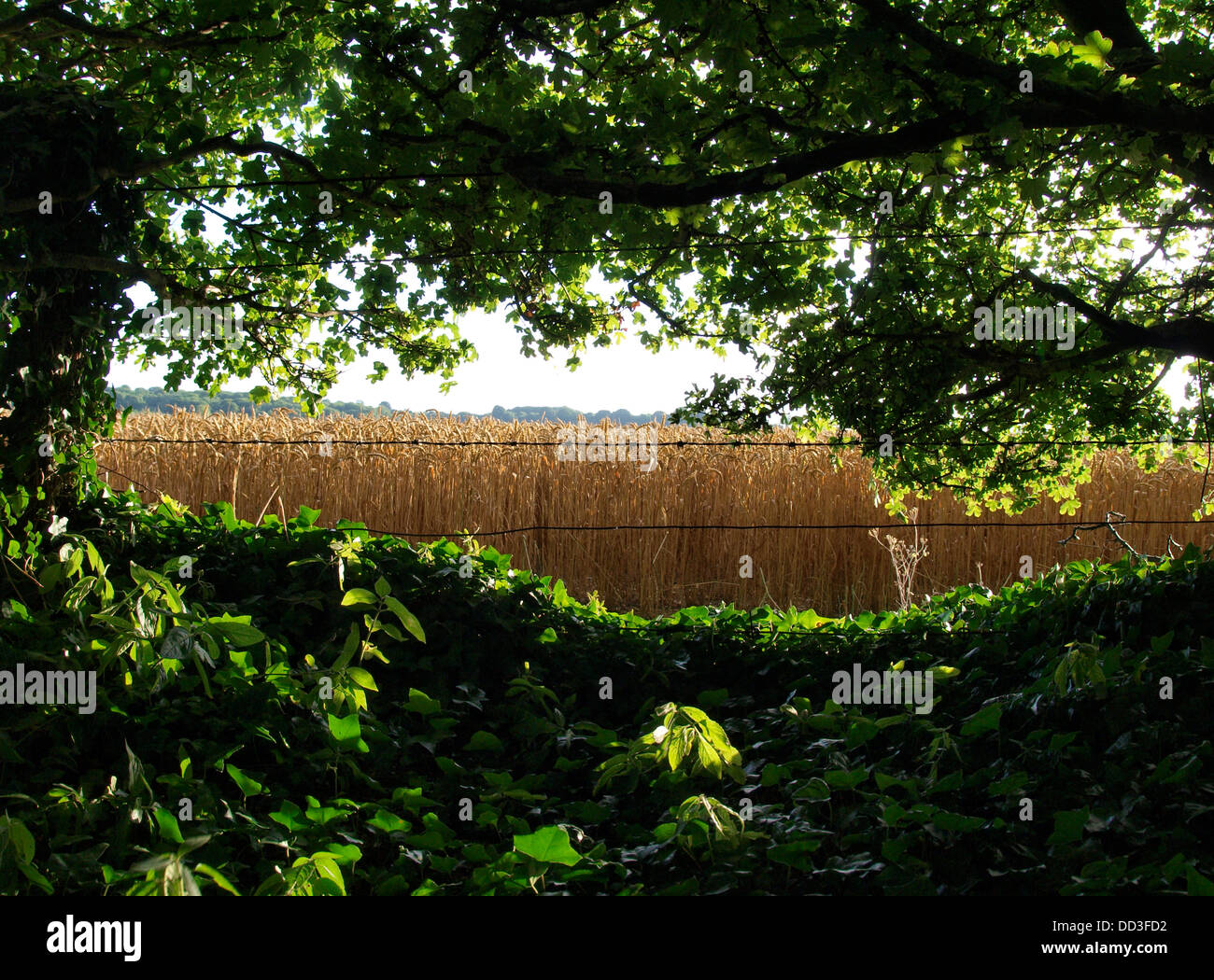 Field hedge uk hi-res stock photography and images - Alamy