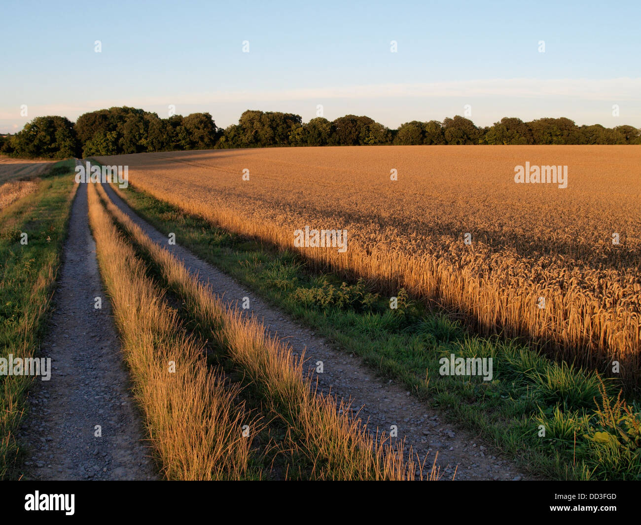 August farm uk crops hi-res stock photography and images - Alamy