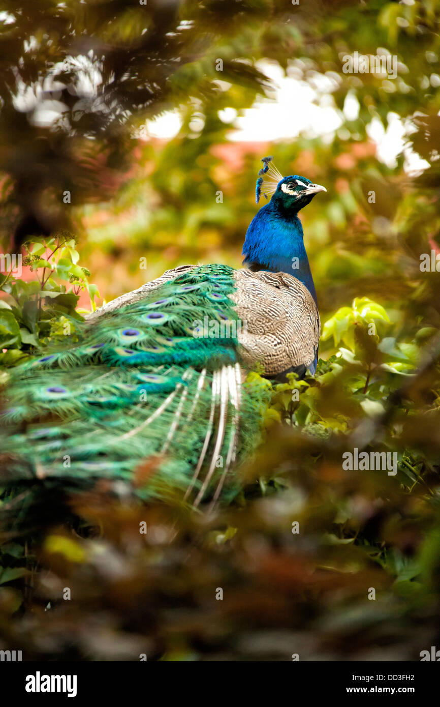 Peacock Fly High Resolution Stock Photography and Images - Alamy