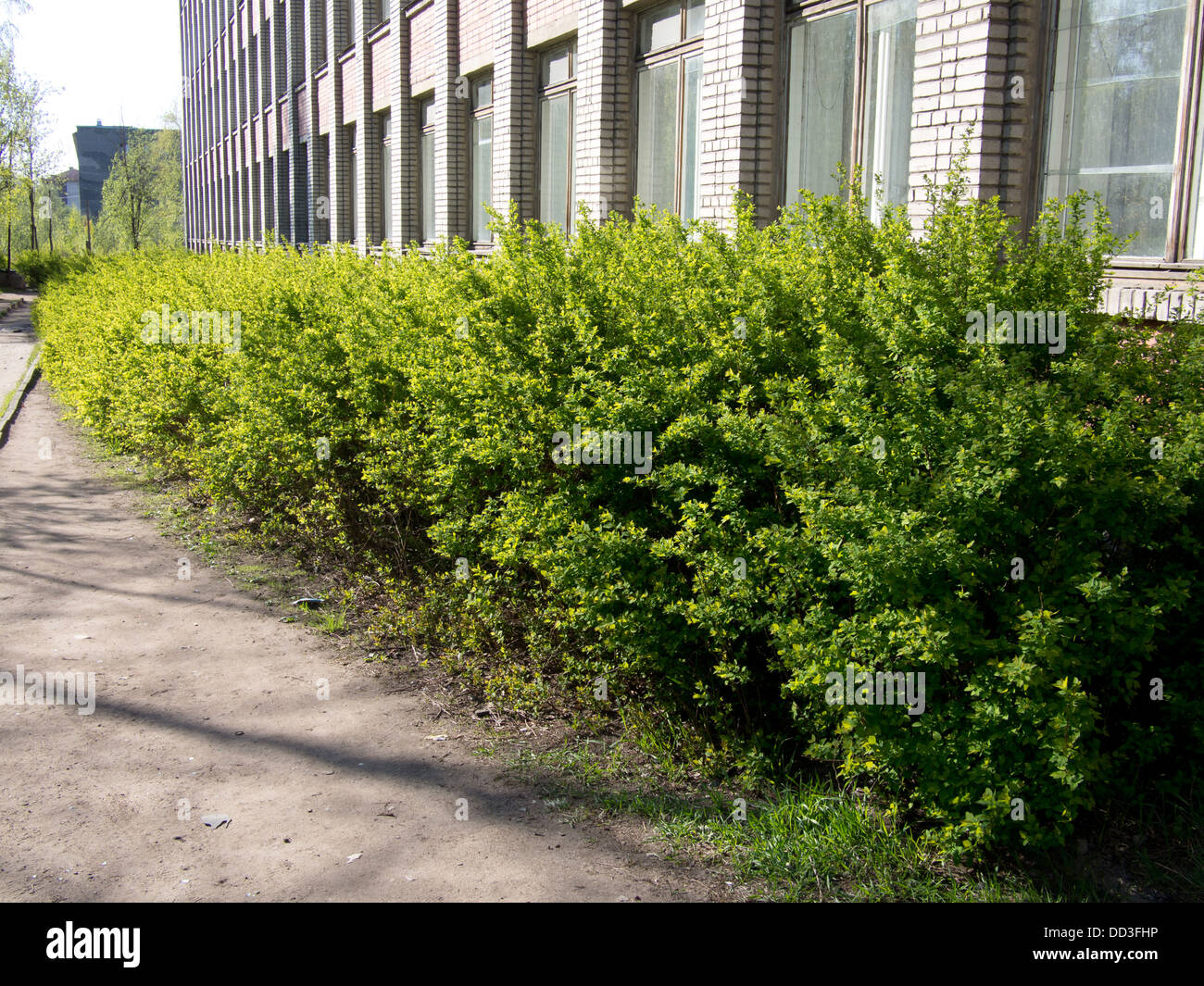 bush and building Stock Photo - Alamy