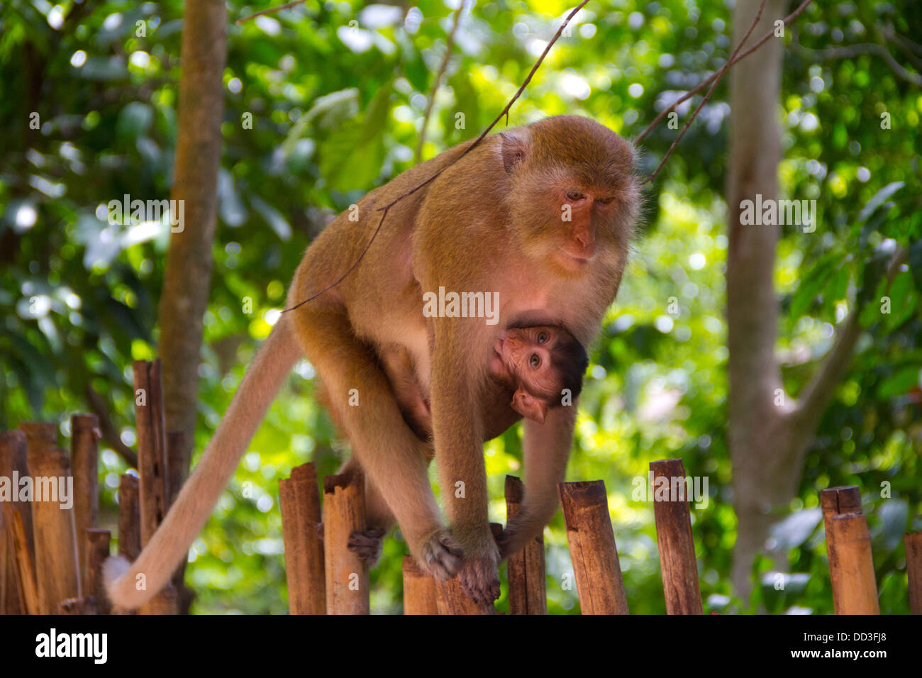 Monkeys walk on a fence near Hat Phra Nang in Railay Stock Photo - Alamy