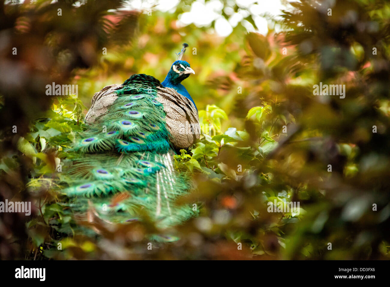 Peacock fly hi-res stock photography and images - Alamy