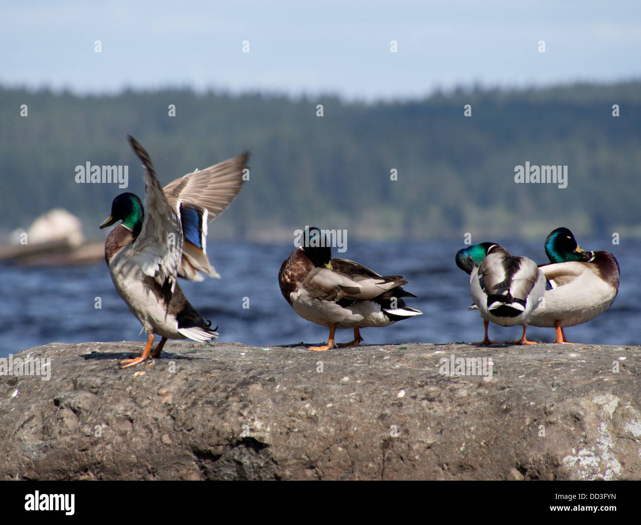 duck on the lake Stock Photo - Alamy