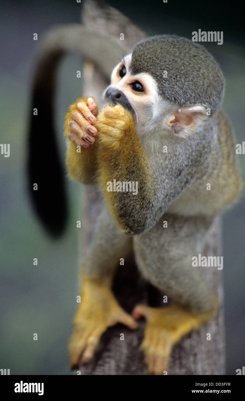 Squirrel monkey (Saimiri sciureus), Amazon region, Brazil Stock Photo ...