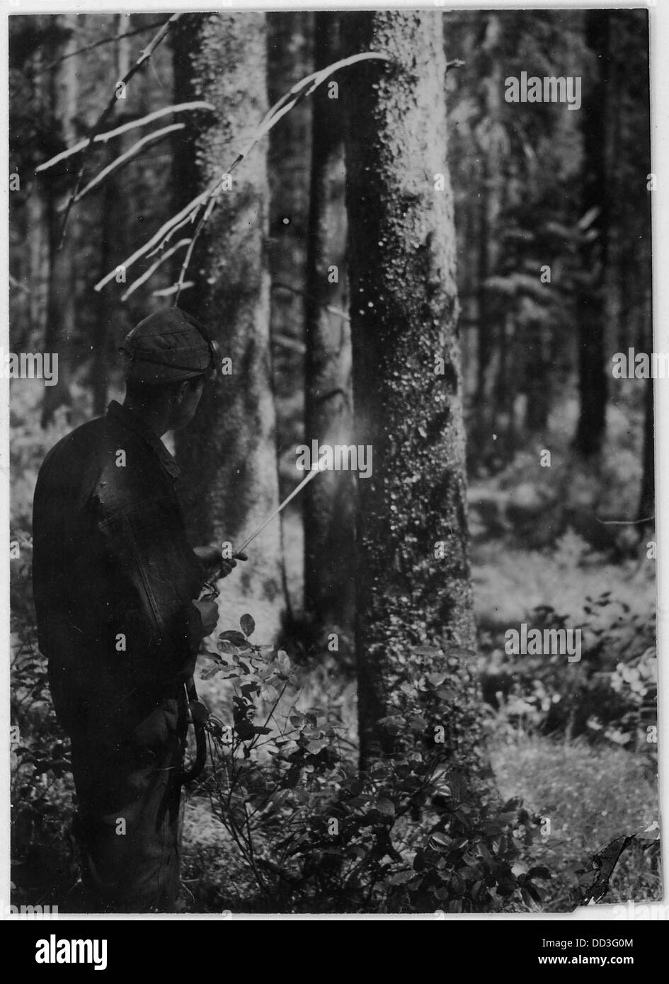 The process of spraying the lower part of an infected tree is shown to ...