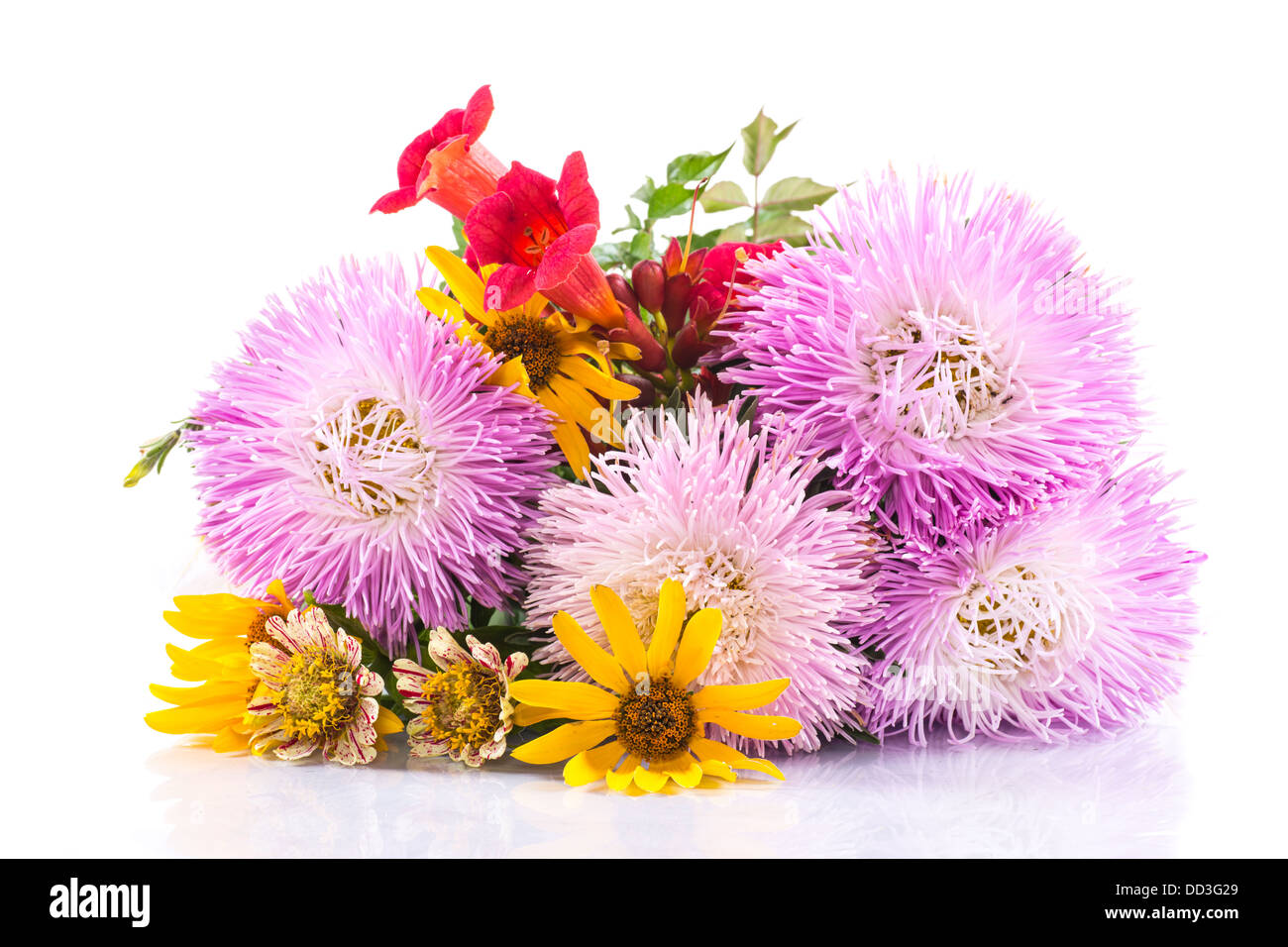 bouquet of asters on a white background Stock Photo - Alamy