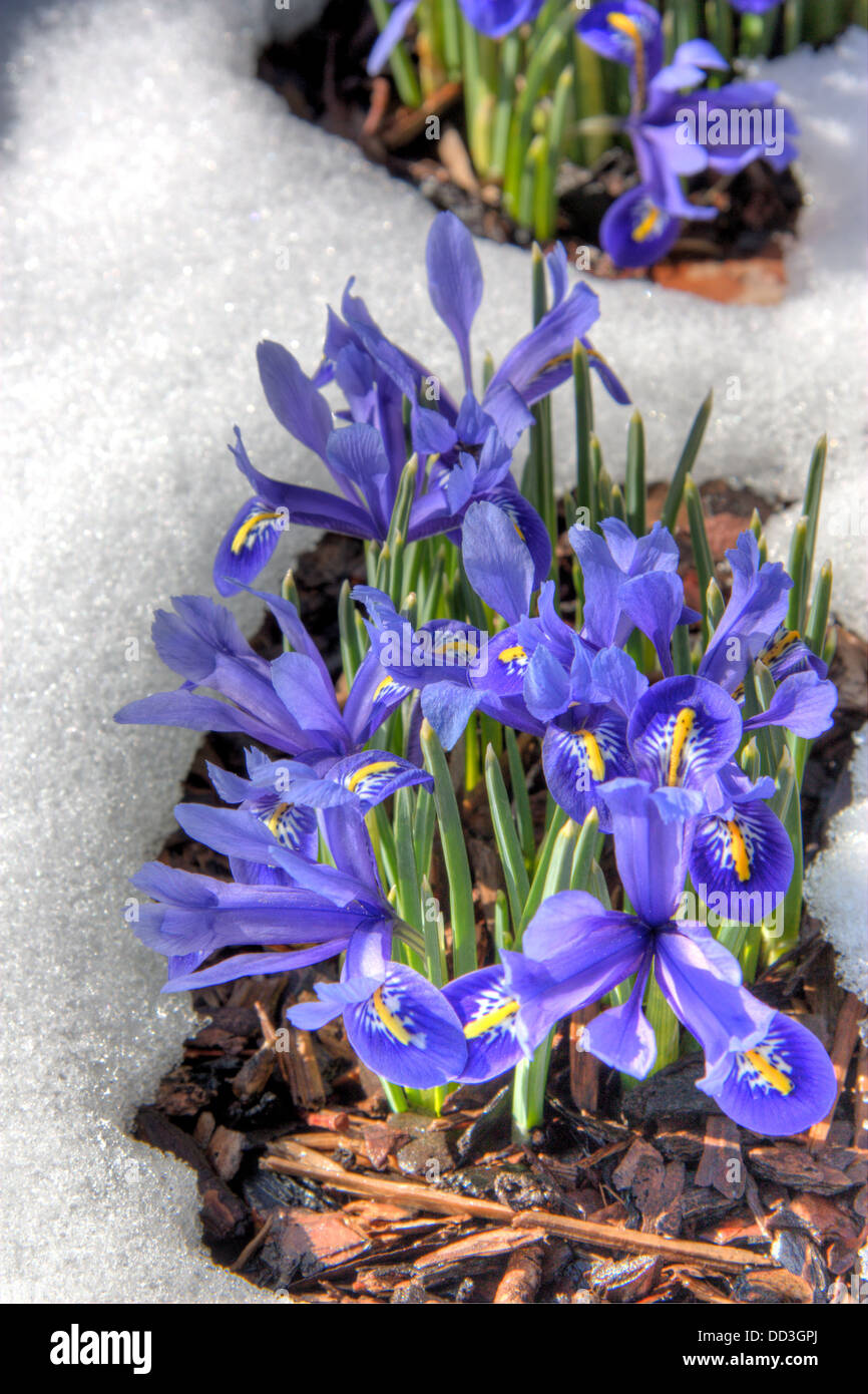 Iris reticulata hi-res stock photography and images - Alamy