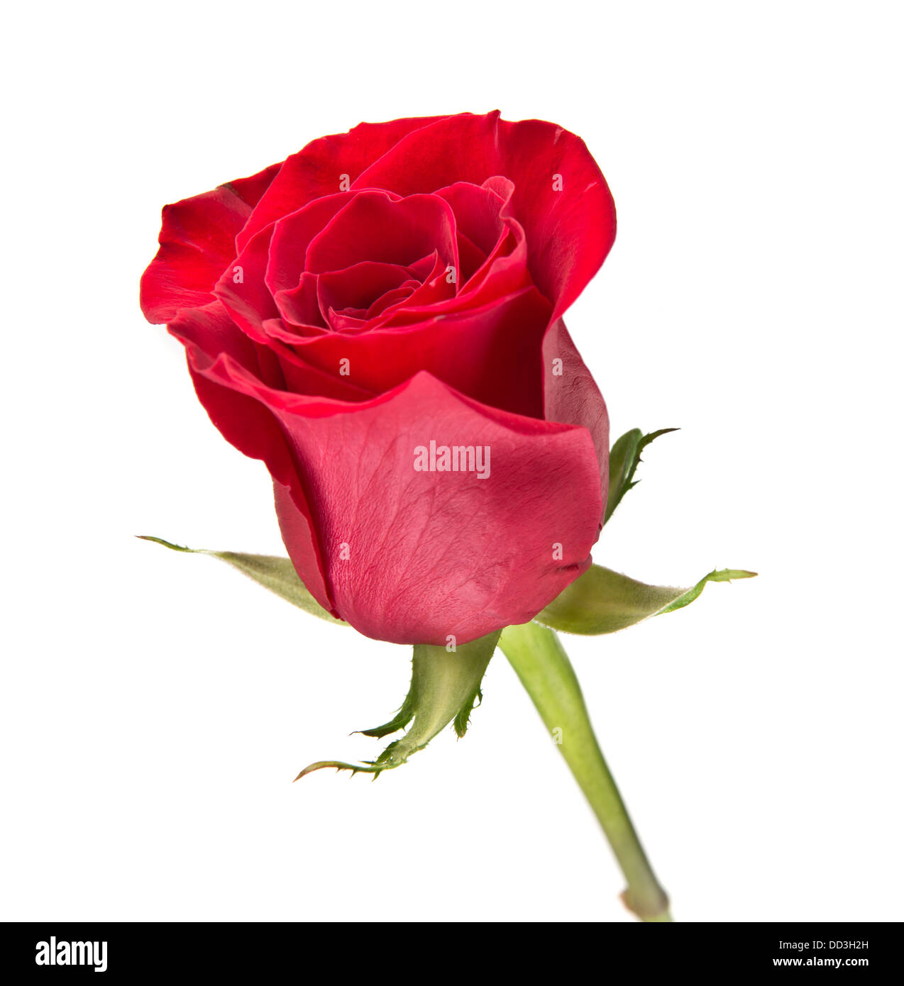 Closed bud red rose flower hi-res stock photography and images - Alamy