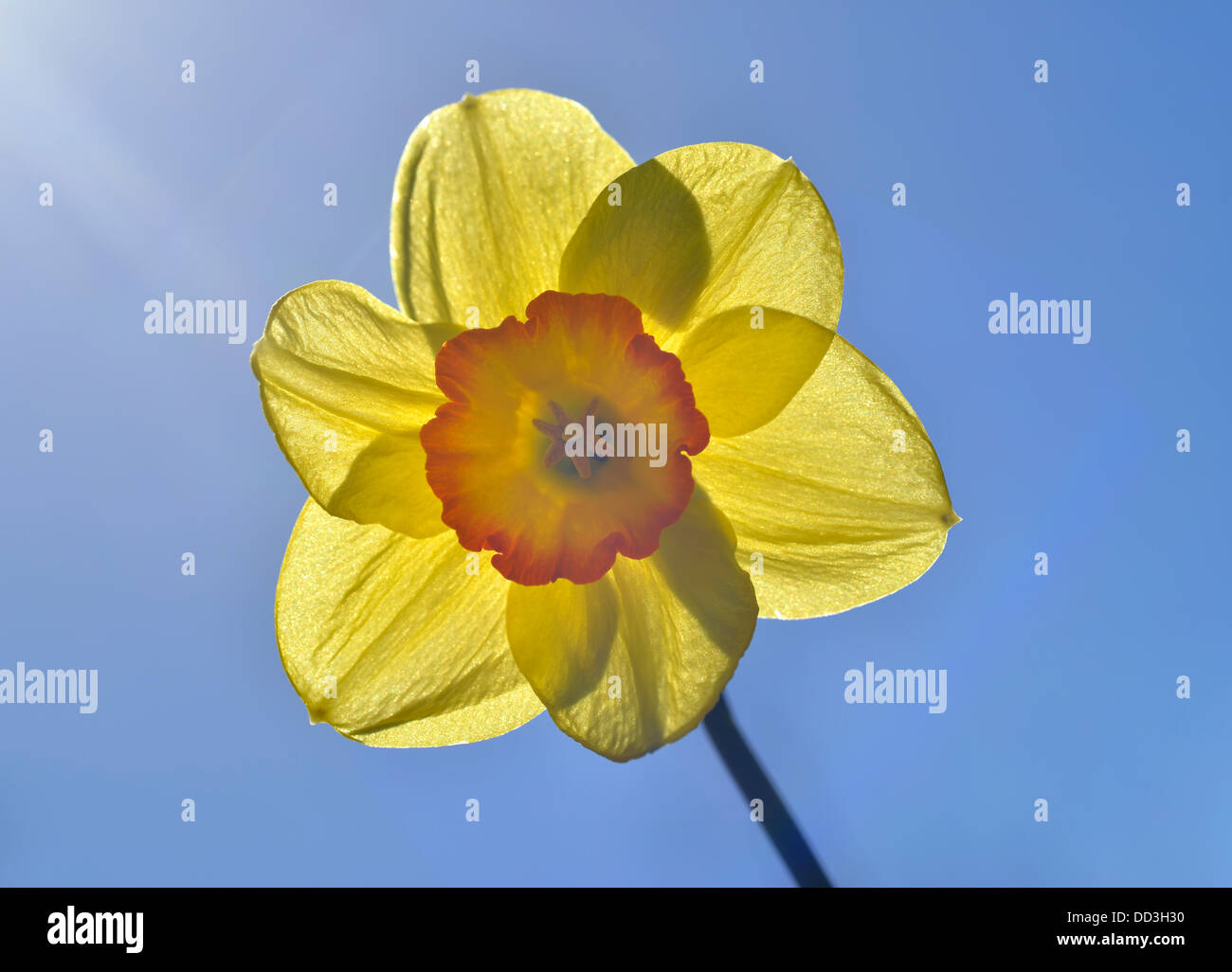 Back lit daffodils hi-res stock photography and images - Alamy