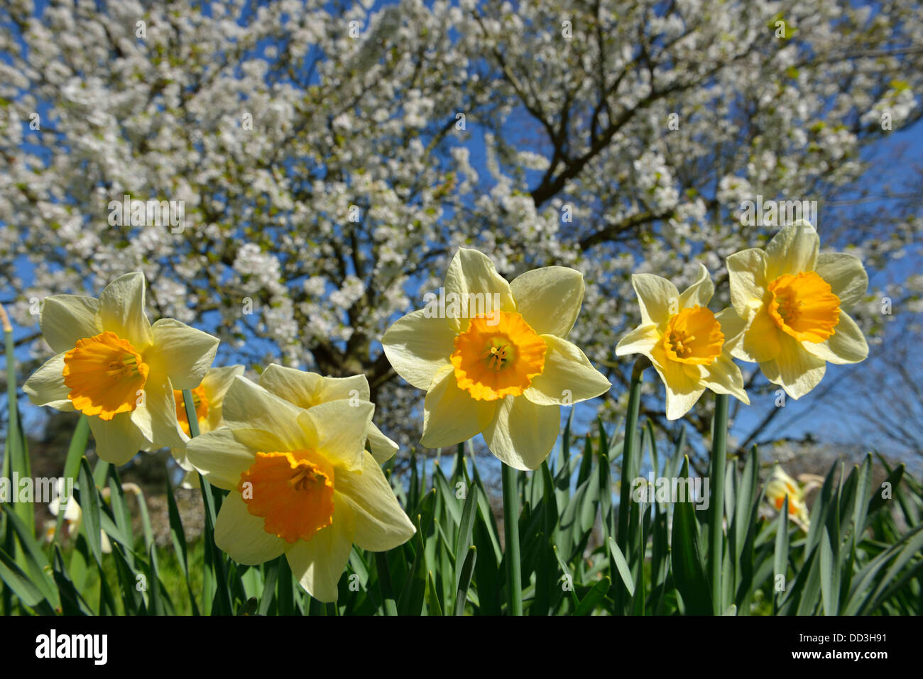 Spring flowers yellow daffodils hi-res stock photography and images - Alamy