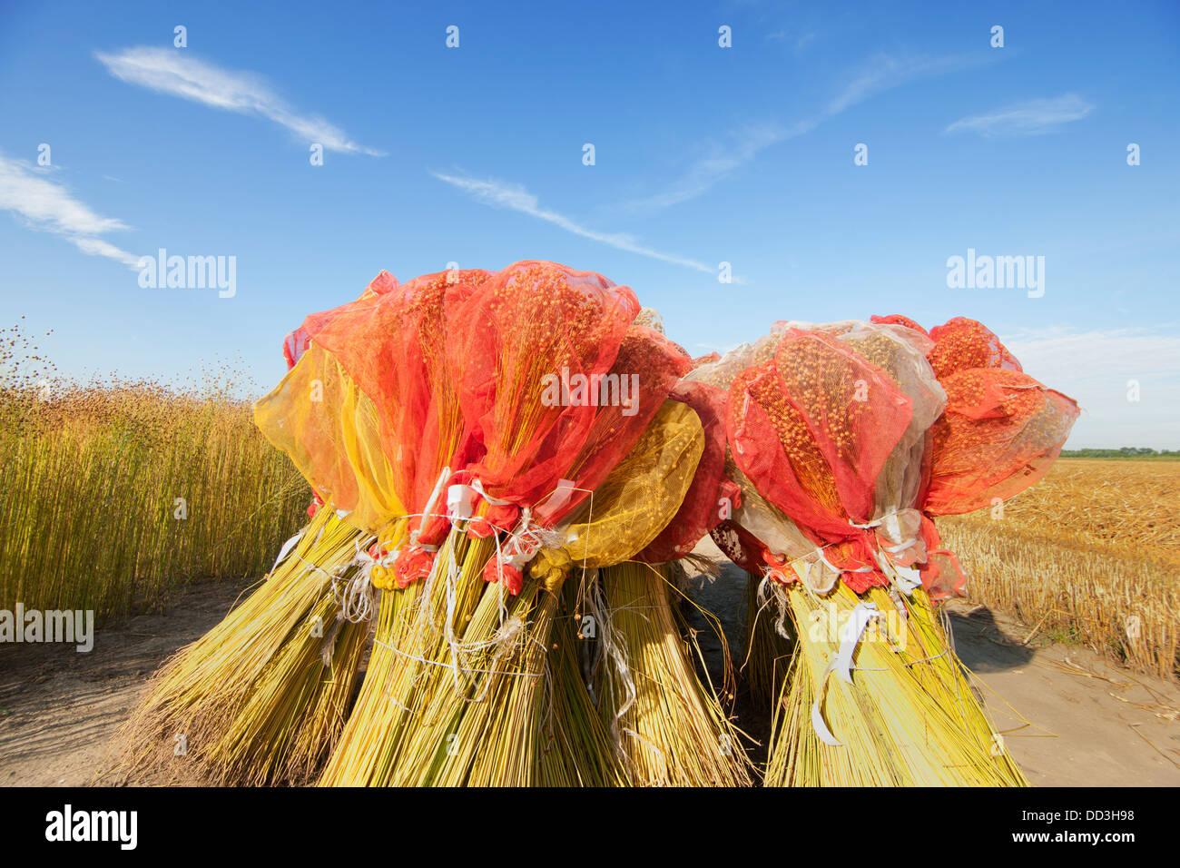 Flax is drying in the sun on a field Stock Photo - Alamy