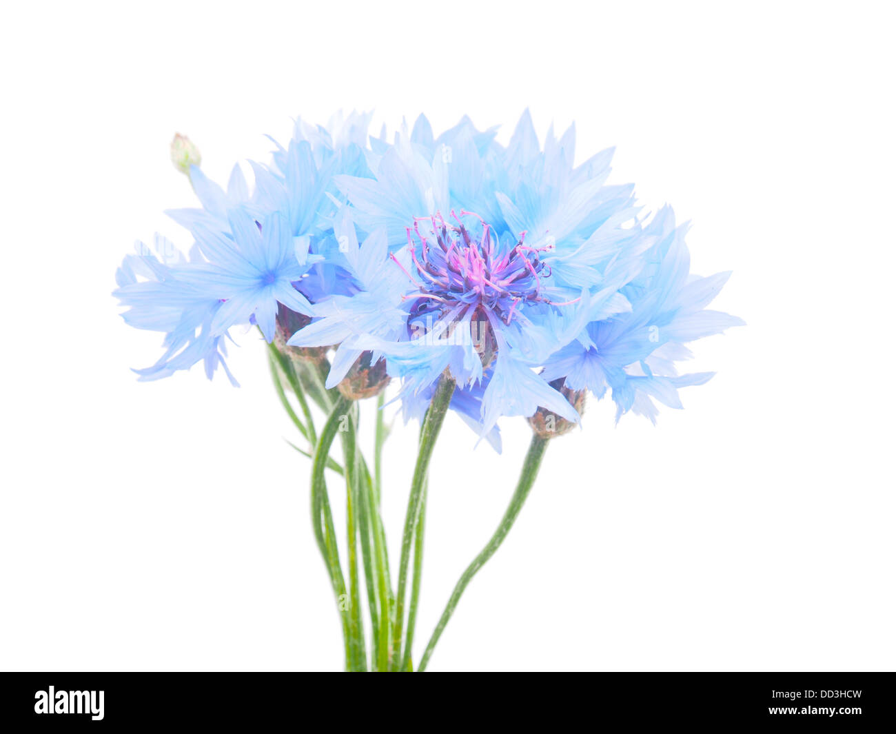 cornflowers on a white background Stock Photo - Alamy