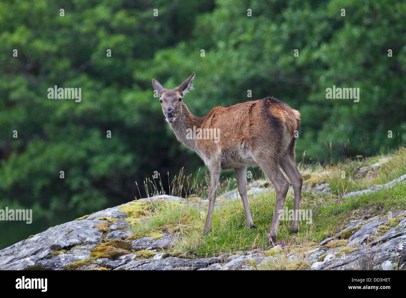 A Lone Deer Standing On A Patch Of Grass On A Rock Surface ...