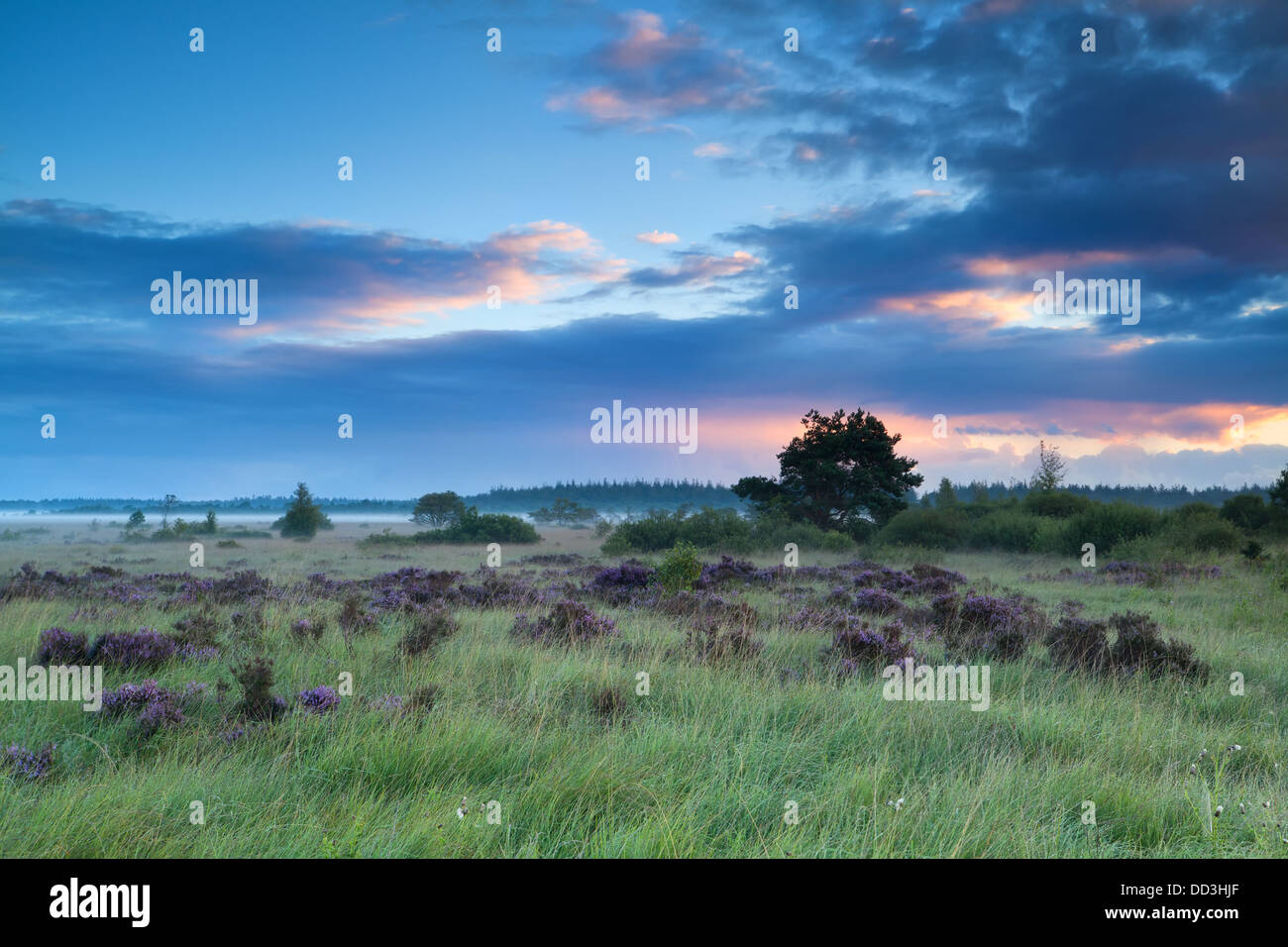 summer sunrise over marshes with flowering heather Stock Photo - Alamy