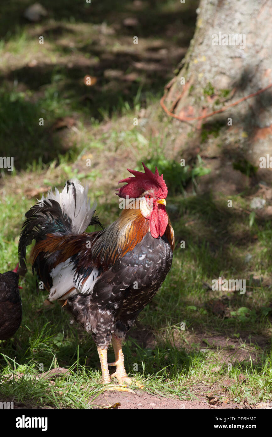 A Rooster Standing Beside A Tree; Northumberland, England Stock Photo ...