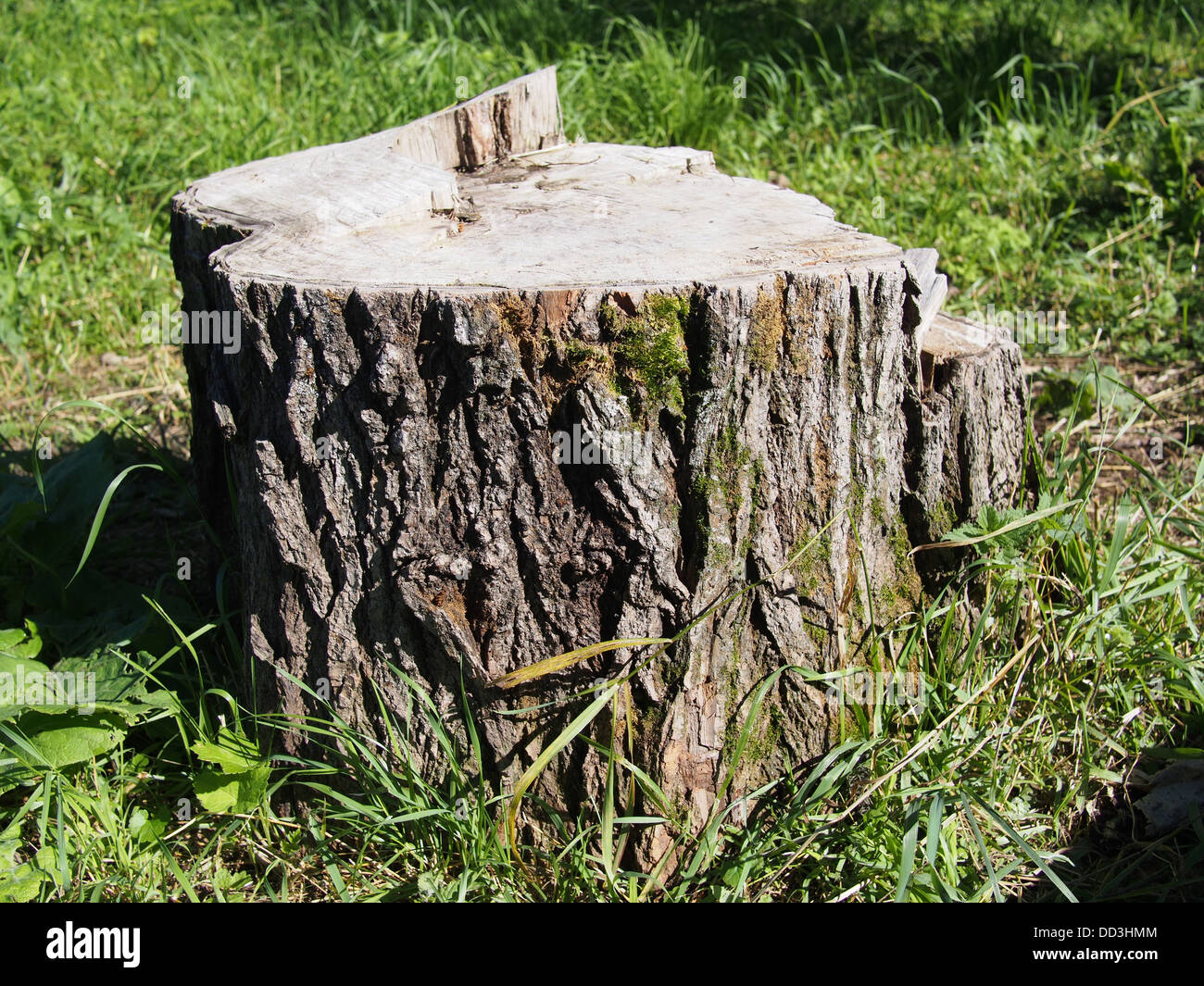 Freshly sawed big fir tree stump in spring forest Stock Photo - Alamy