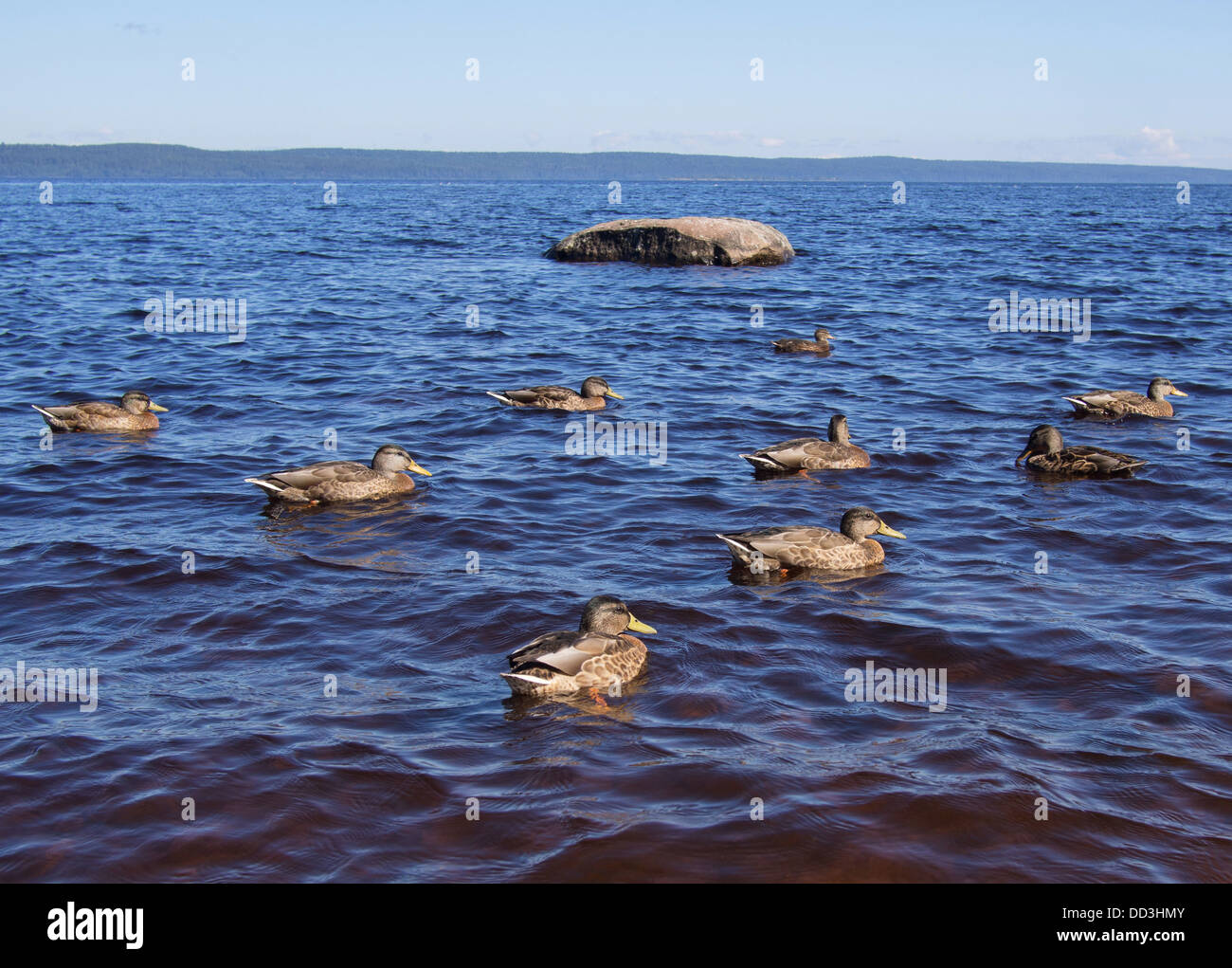 duck on the lake Stock Photo - Alamy