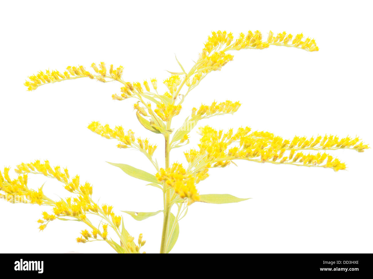 goldenrod flower on a white background Stock Photo - Alamy