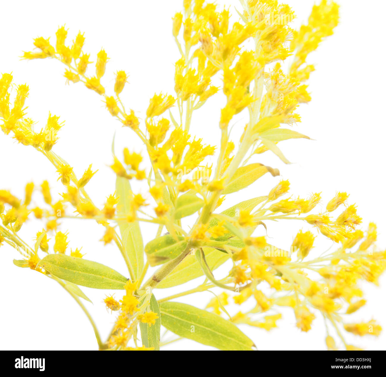 goldenrod flower on a white background Stock Photo - Alamy