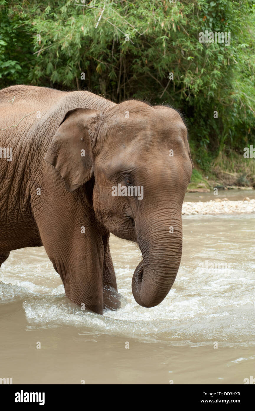 An Asian Elephant (Elephas Maximus) Standing In Shallow Water; Chiang ...