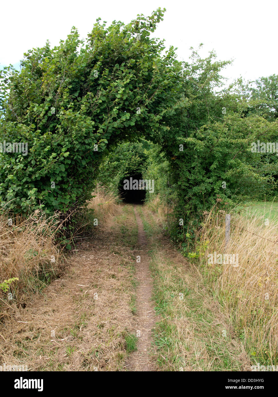 Growing arch hi-res stock photography and images - Alamy