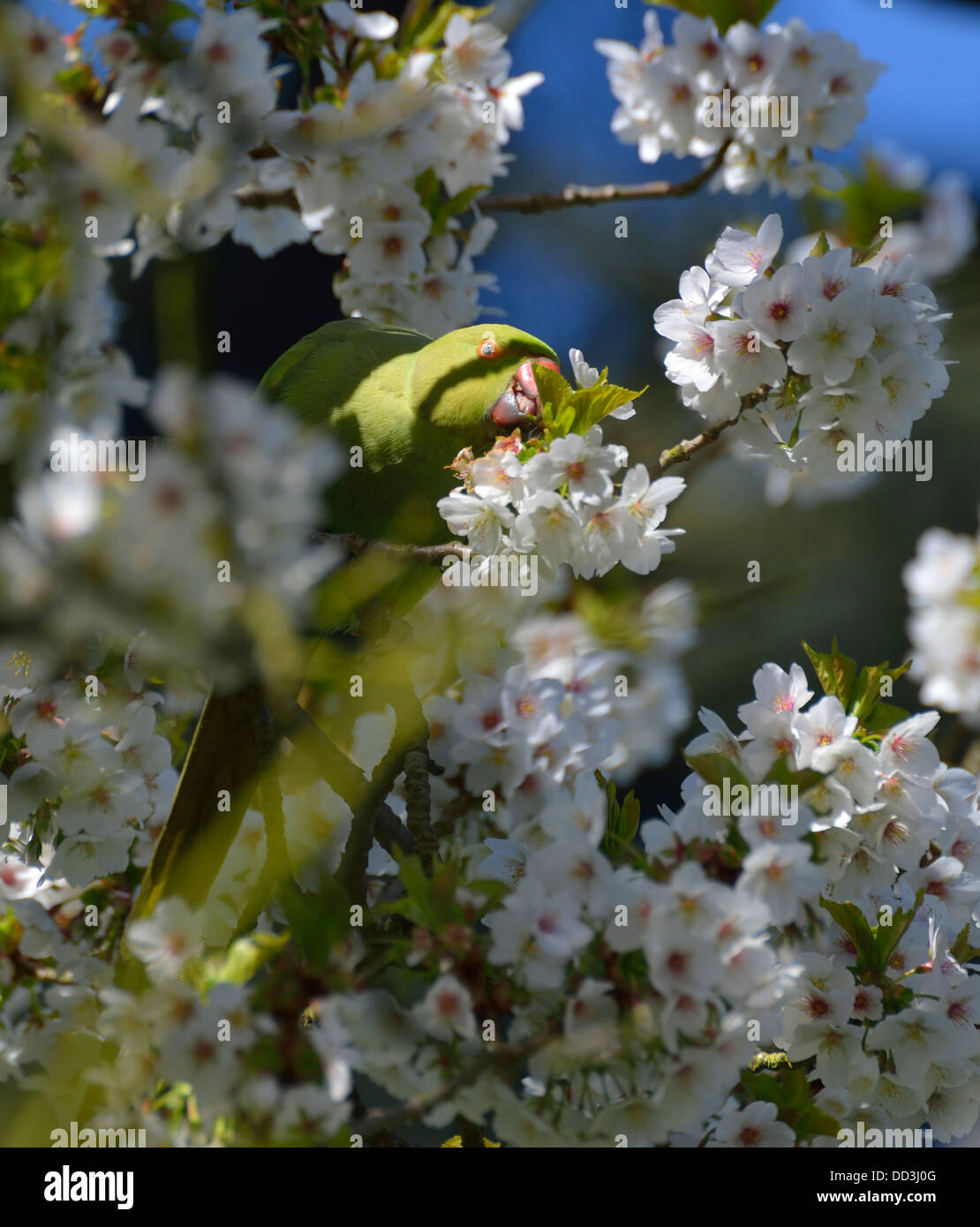 Kingston Parakeet (also known as Twickenham Parakeet) in a tree feeding ...