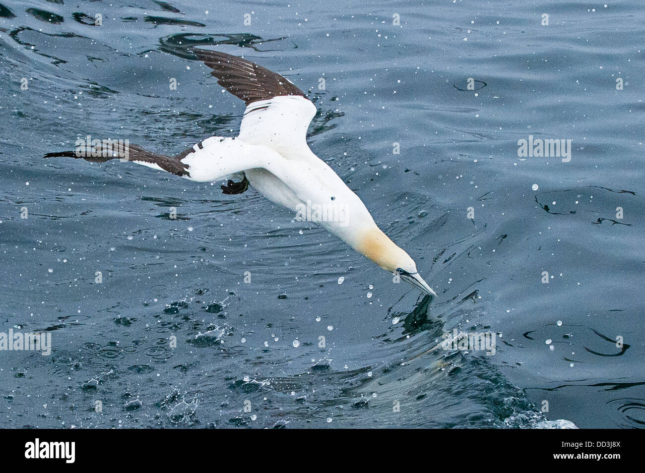 A Gannet at entry point during a dive for fish Stock Photo - Alamy