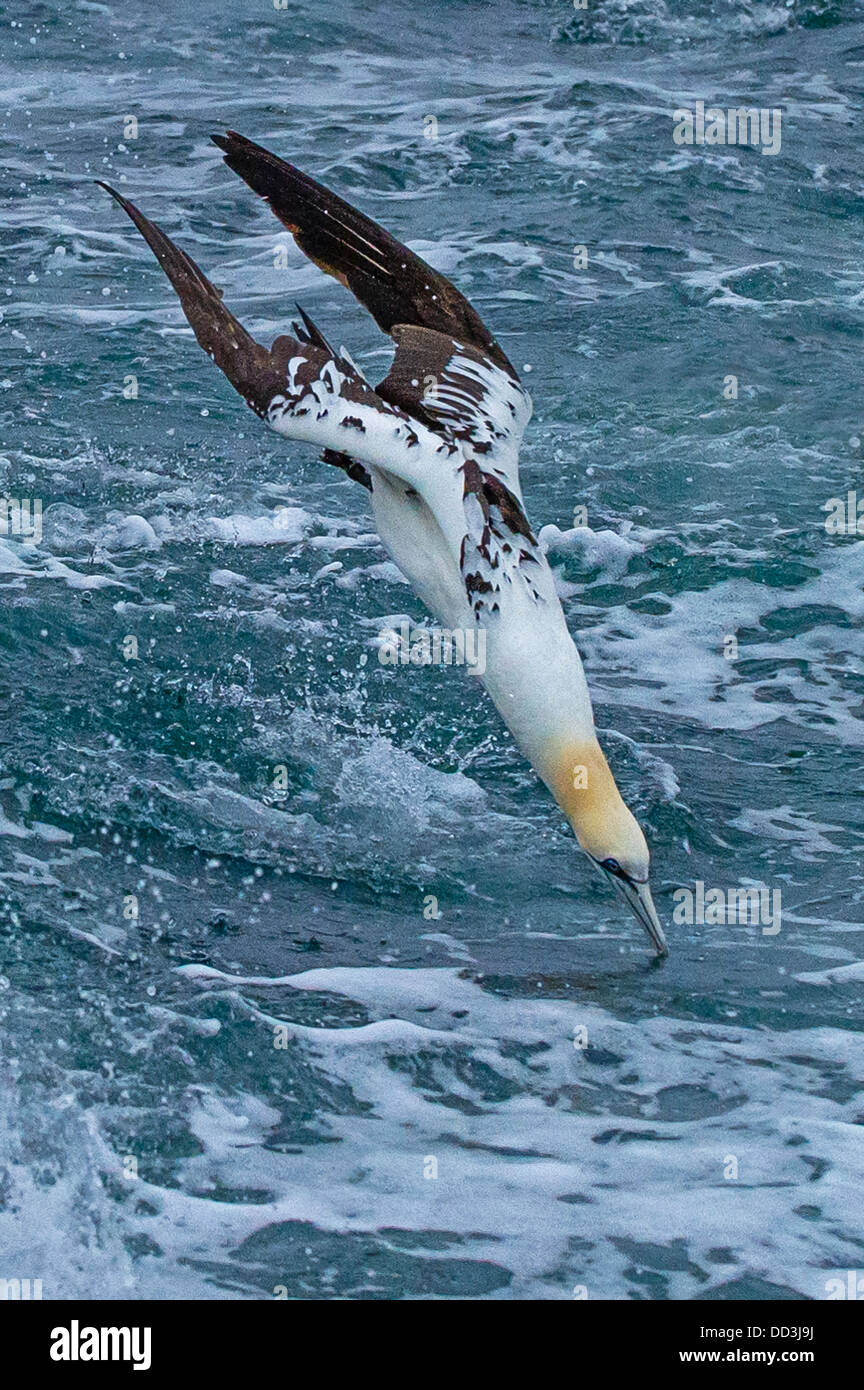 Gannet diving hi-res stock photography and images - Alamy