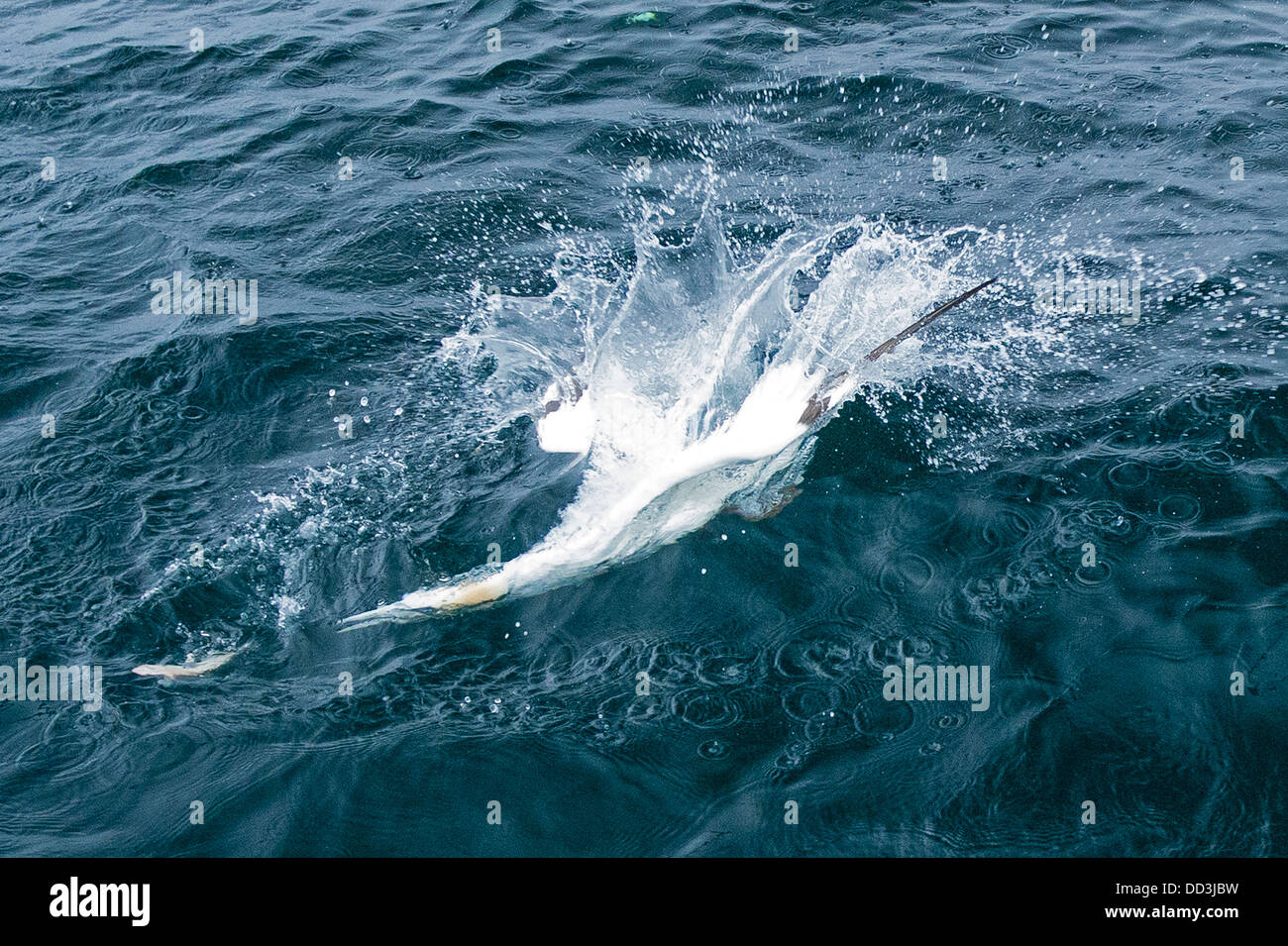 A Gannet diving for a fish Stock Photo - Alamy