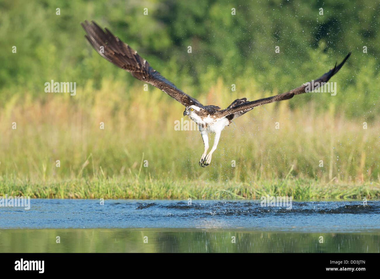 An Osprey takes off following an unsuccessful dive Stock Photo - Alamy