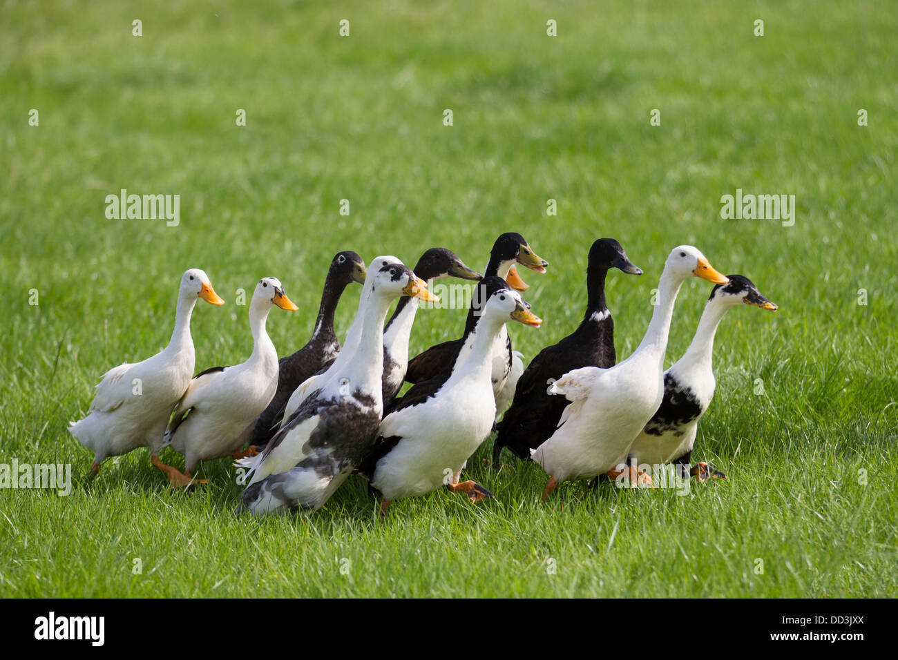 Cheshire Game & Country Fair, UK, Aug 24 to Aug 26, 2013. Indian ...