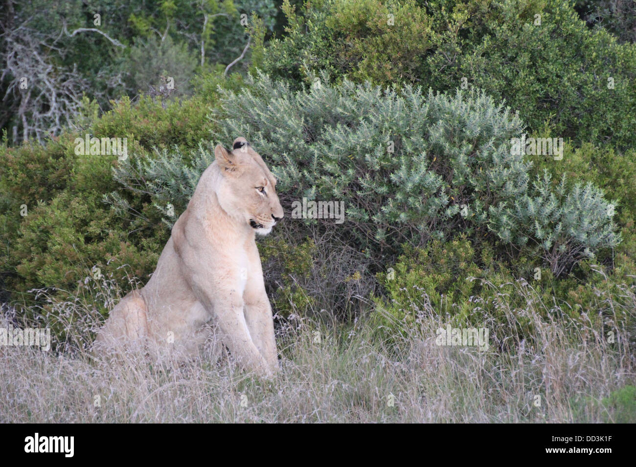 Beautifully poised female Stock Photo - Alamy